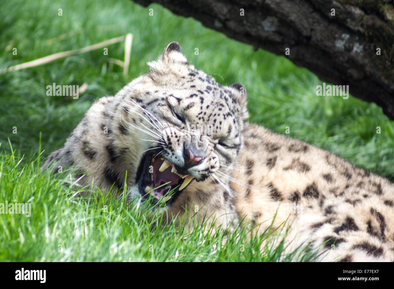 Snow Leopard Growling