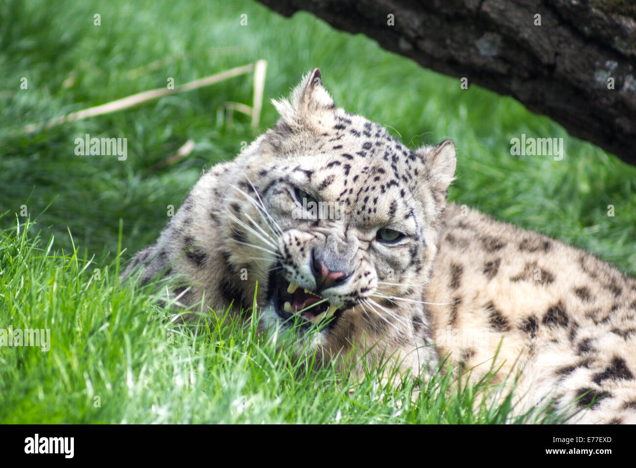Snow leopard growling, with eyes open Stock Photo - Alamy