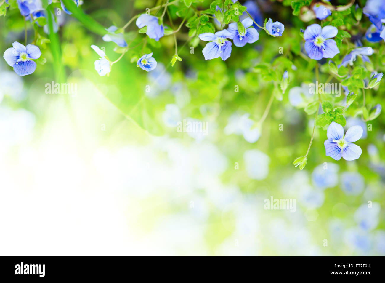 Forget me not in sun hi-res stock photography and images - Alamy