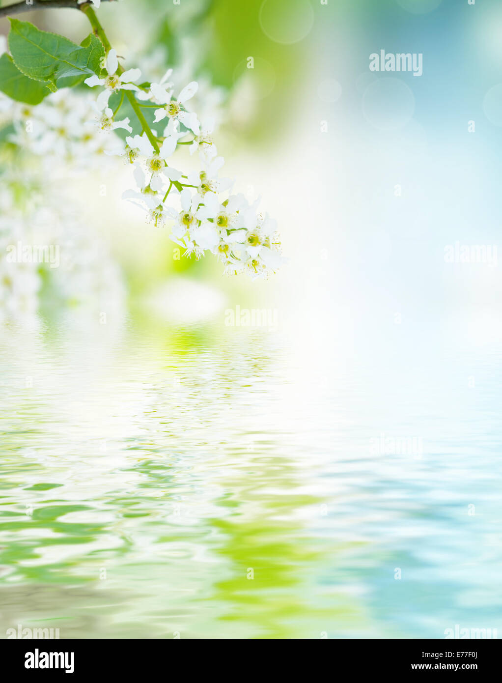 Bird-cherry tree flowers Stock Photo - Alamy