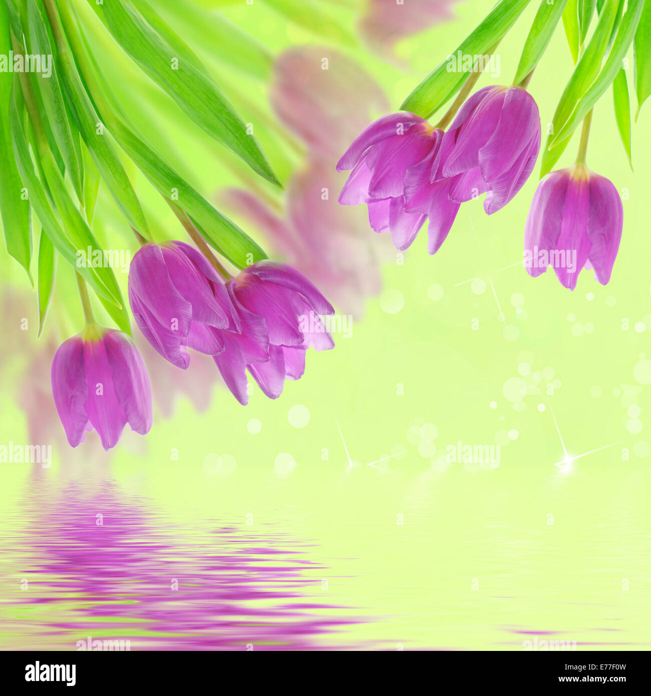 Tulip flowers on the white Stock Photo - Alamy