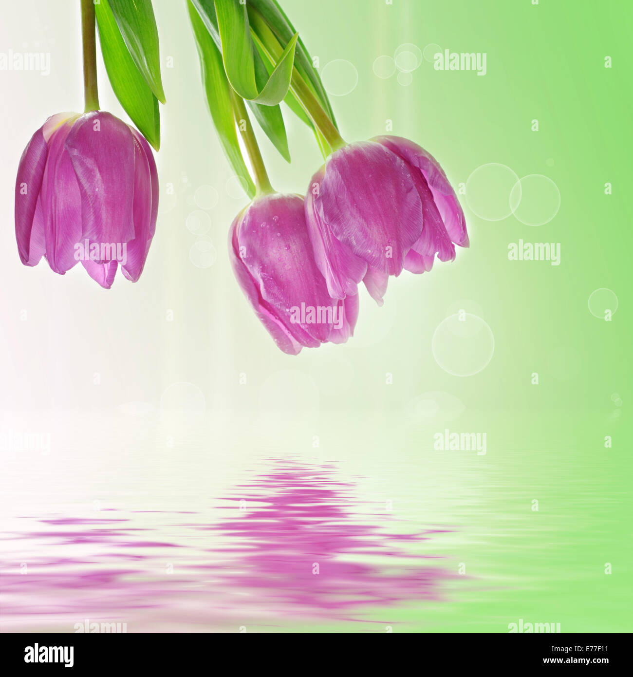 Tulip flowers background Stock Photo - Alamy