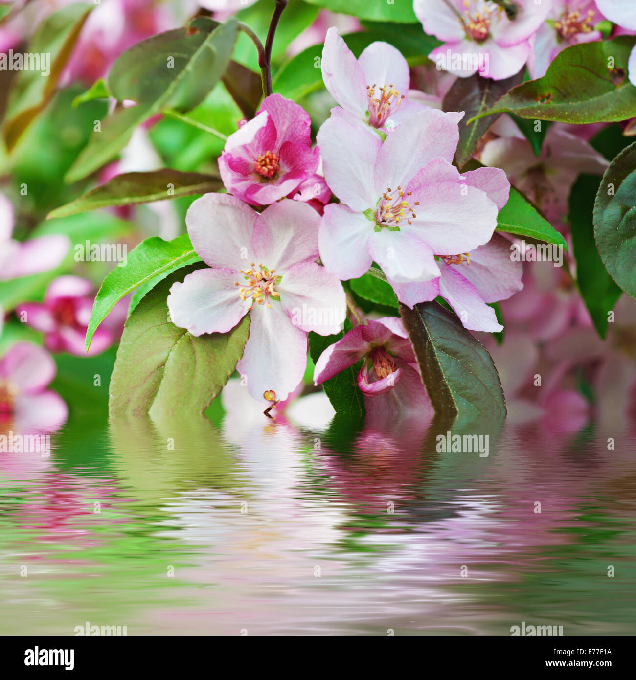 Apple tree flower Stock Photo - Alamy