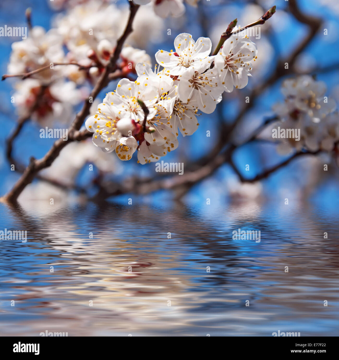 Pure white background bright spring vitality vitality hi-res stock ...