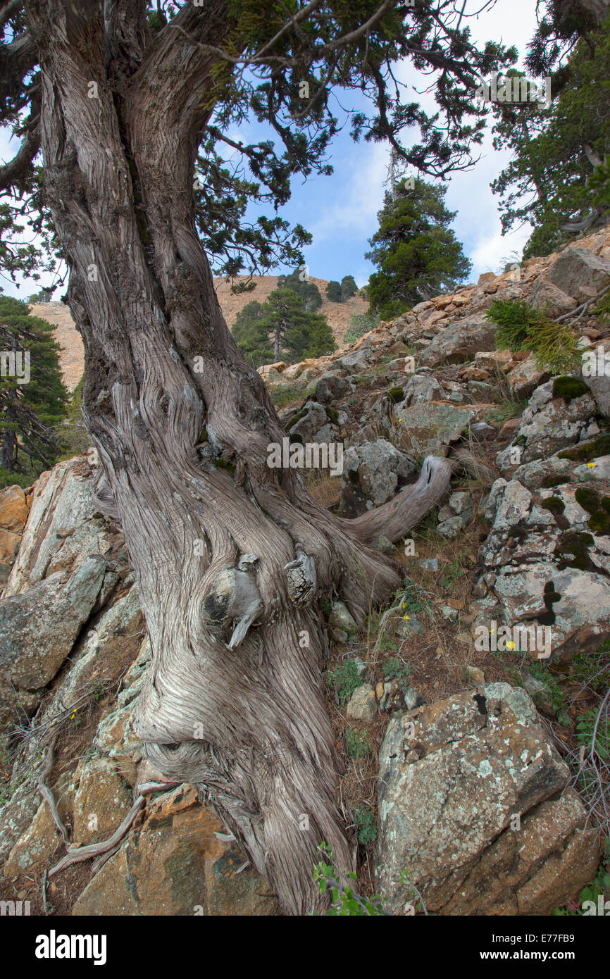 Ancient Juniper trees Juniperus foeditissima in Troodhos National Park ...