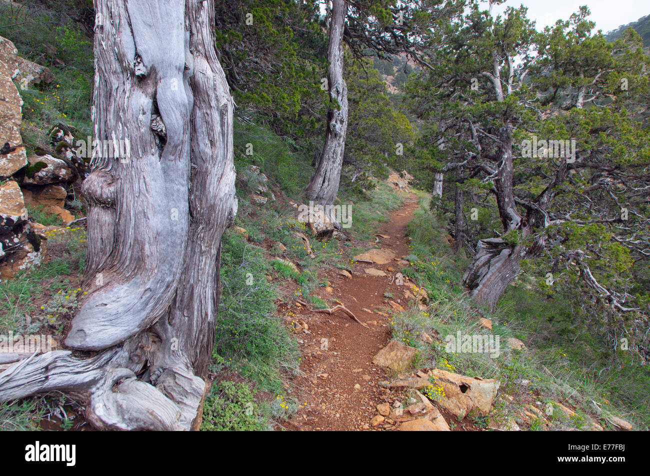 Ancient Juniper trees Juniperus foeditissima in Troodhos National Park ...