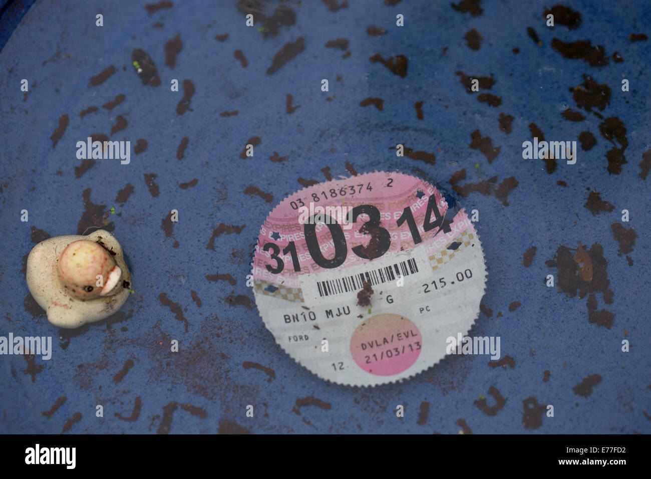A UK vehicle tax disc discarded in water with a dirty rubber duck Stock ...