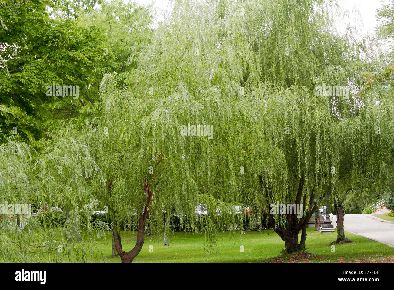 Weeping willow willows trees hi-res stock photography and images - Alamy