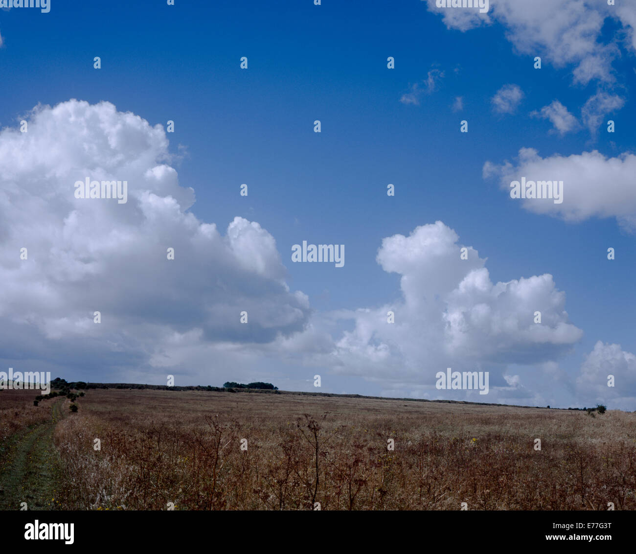 A view across Martin Down part of a National Nature Reserve The Dorset ...