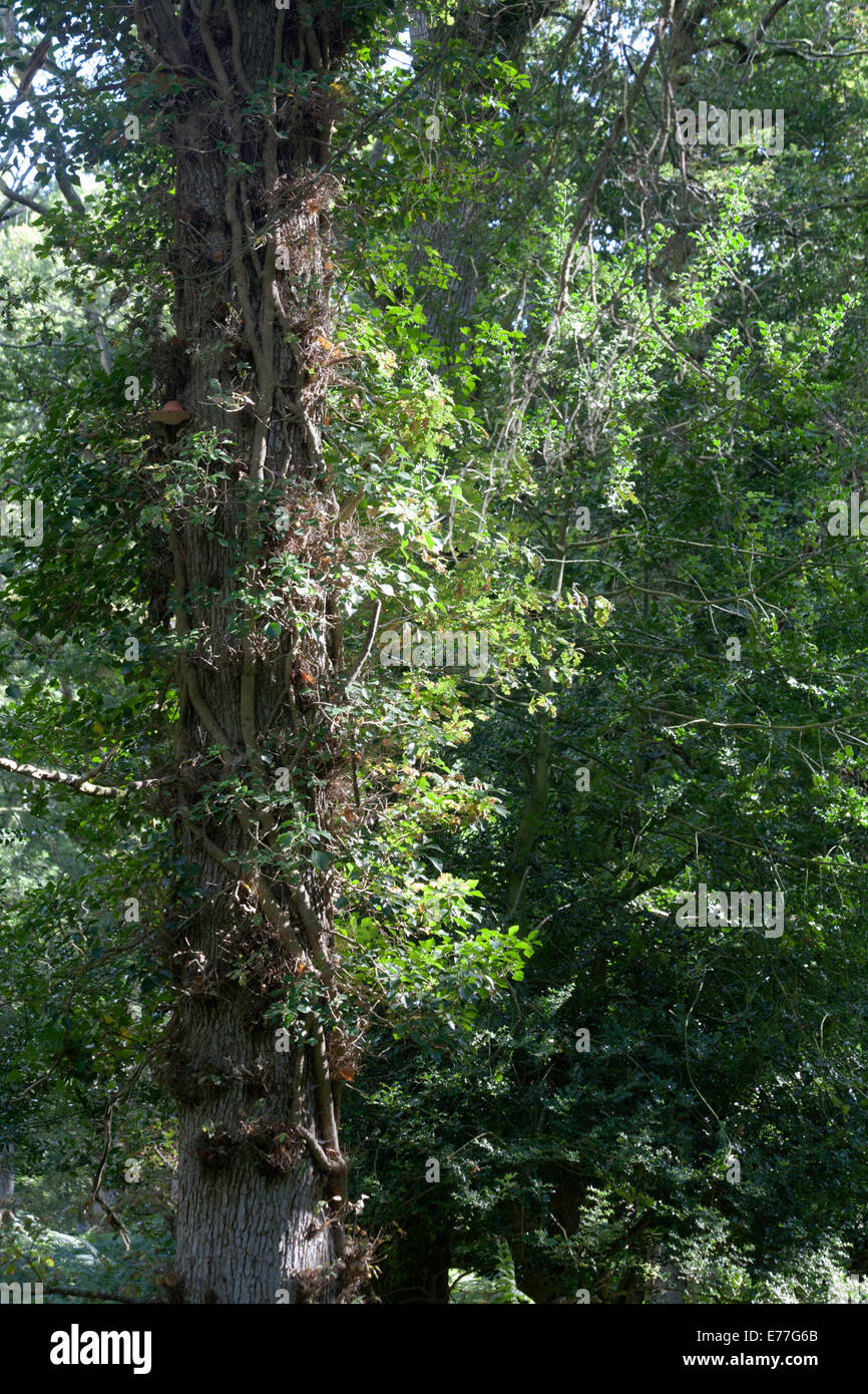 Oak Tree The Sloden Inclosure between Frogham and Fritham The New ...