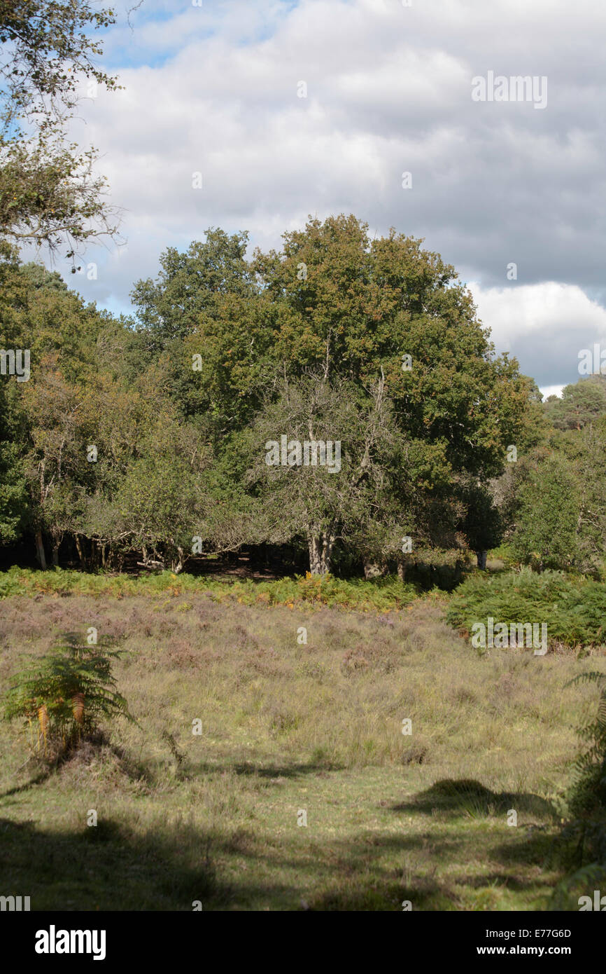 Oak Trees at the woodland boundary of sandy heathland Hampton Ridge ...