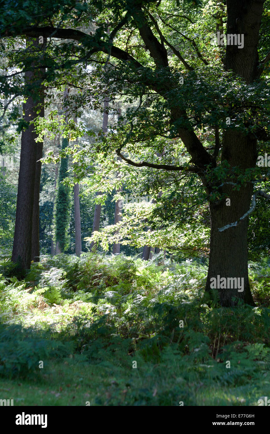 Frogham hi-res stock photography and images - Alamy