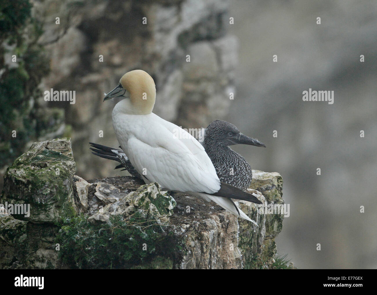 Gannet clifftop hi-res stock photography and images - Alamy