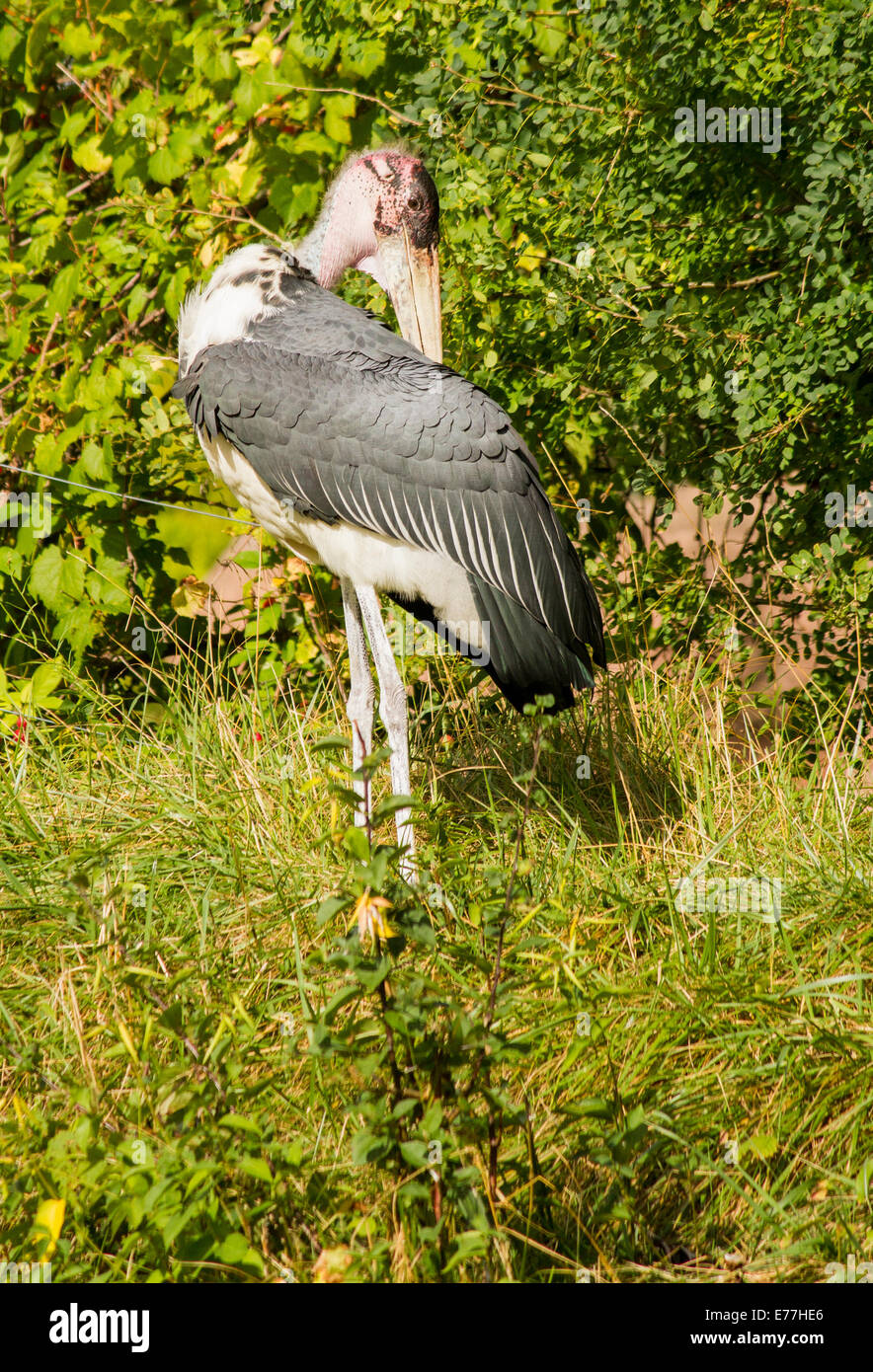 Undertaker bird hi-res stock photography and images - Alamy