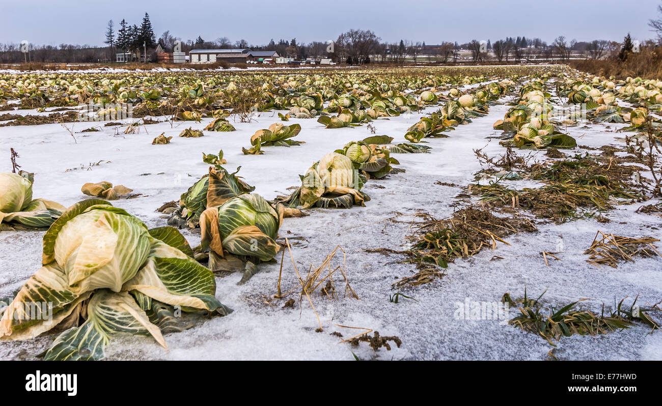 Frozen cabbages hi-res stock photography and images - Alamy