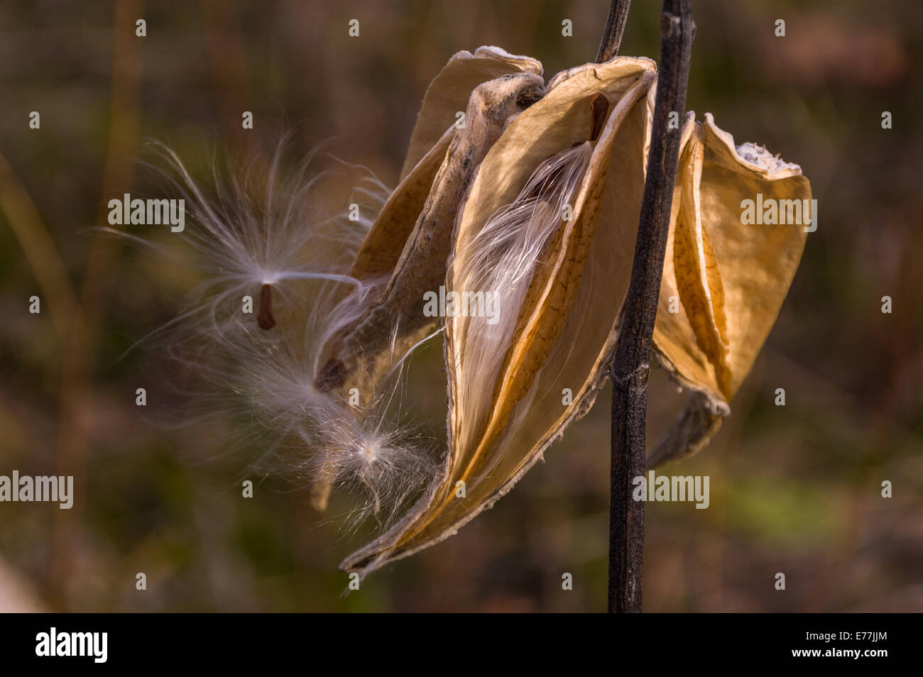 A close up of a milkweed plant with fluffy white hair like strands and ...