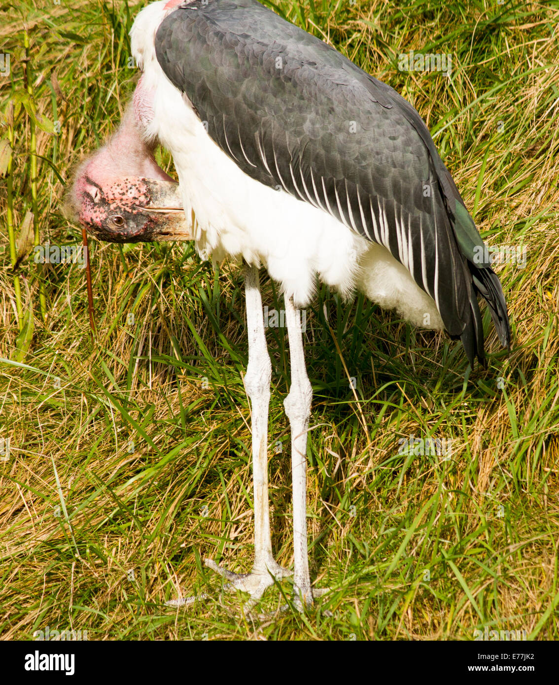 Marabou stock preening feathers in captivity at Toronto Zoo Ontario ...