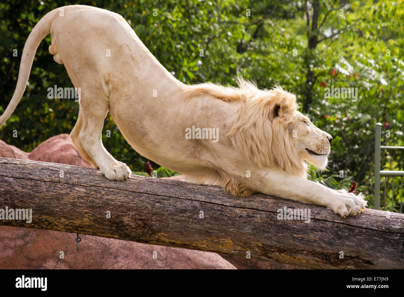 Stretching Lion