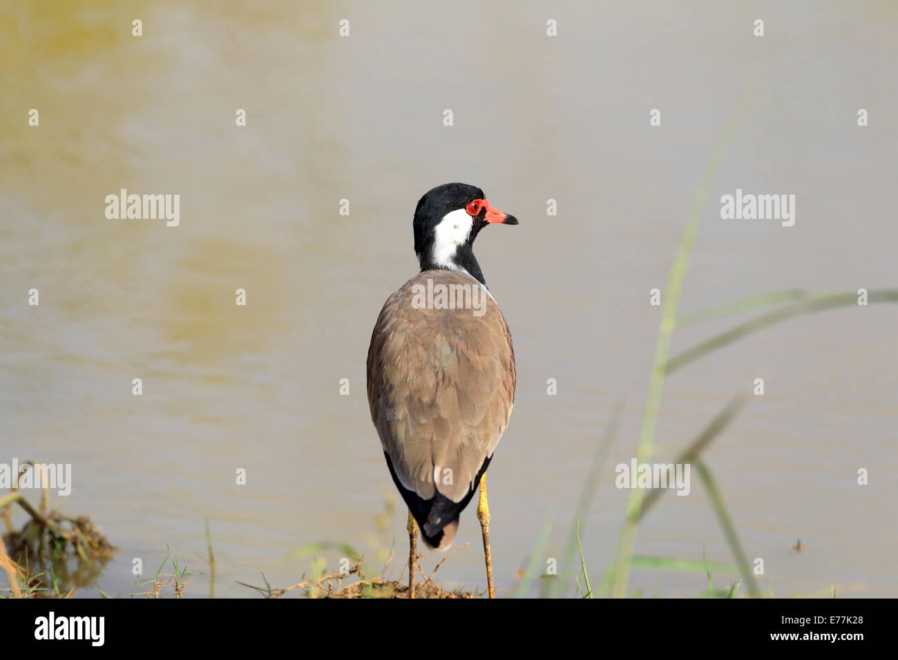 Red wattle lapwing hi-res stock photography and images - Alamy
