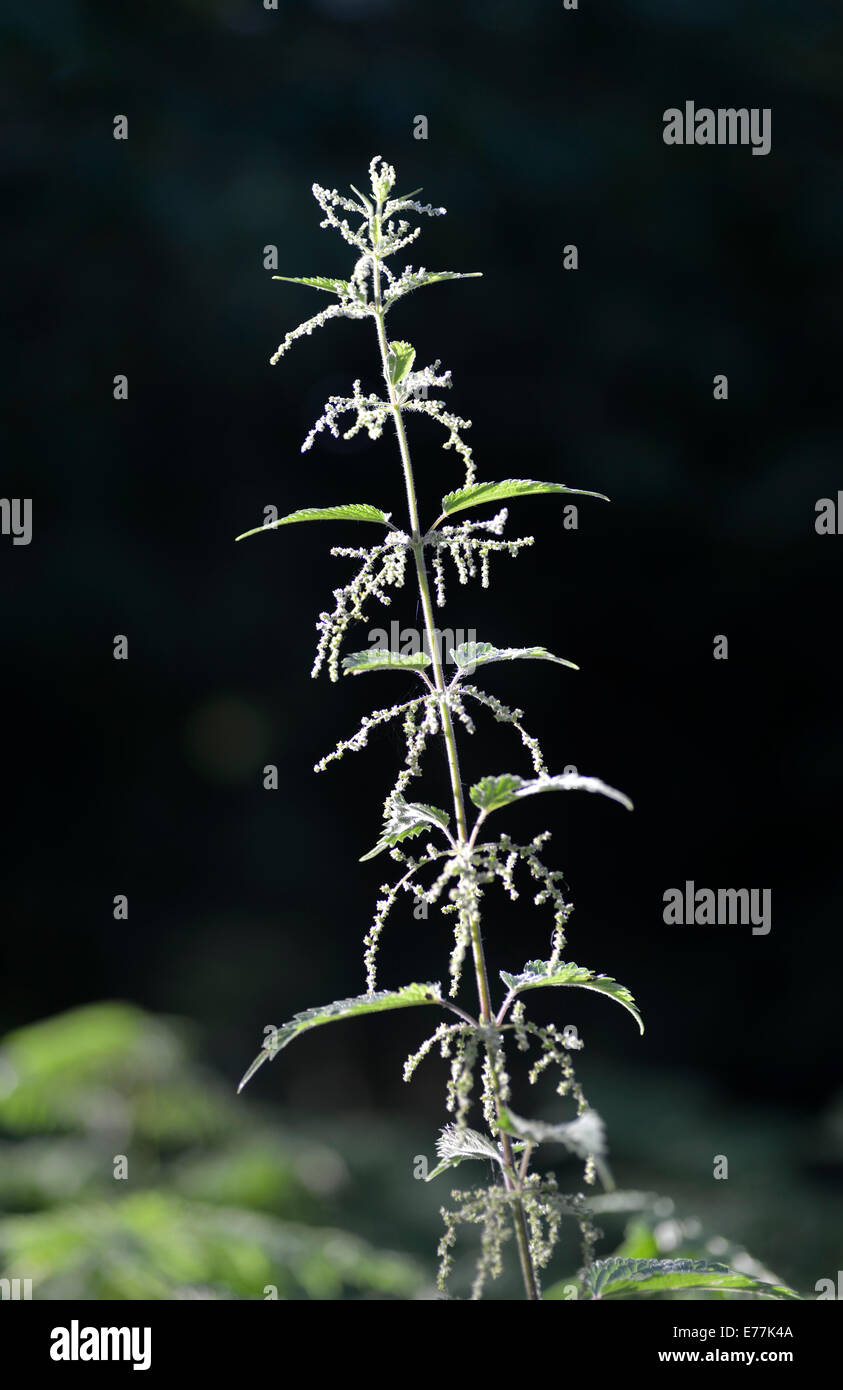 Nettle image hi-res stock photography and images - Alamy