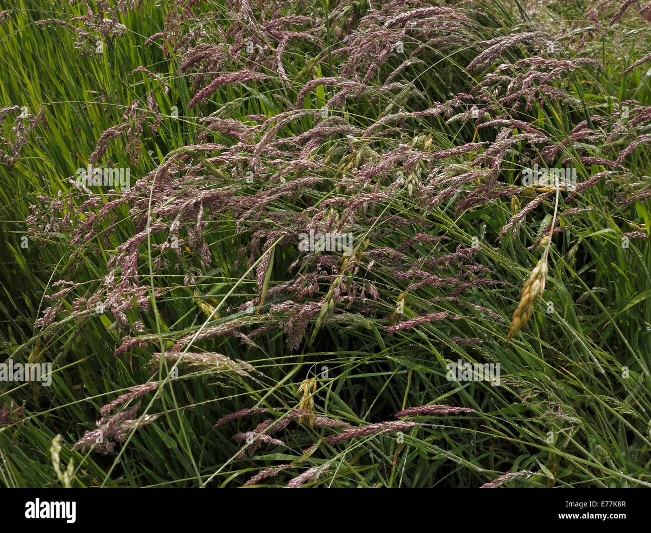 Hayfield Somerset England UK Stock Photo - Alamy
