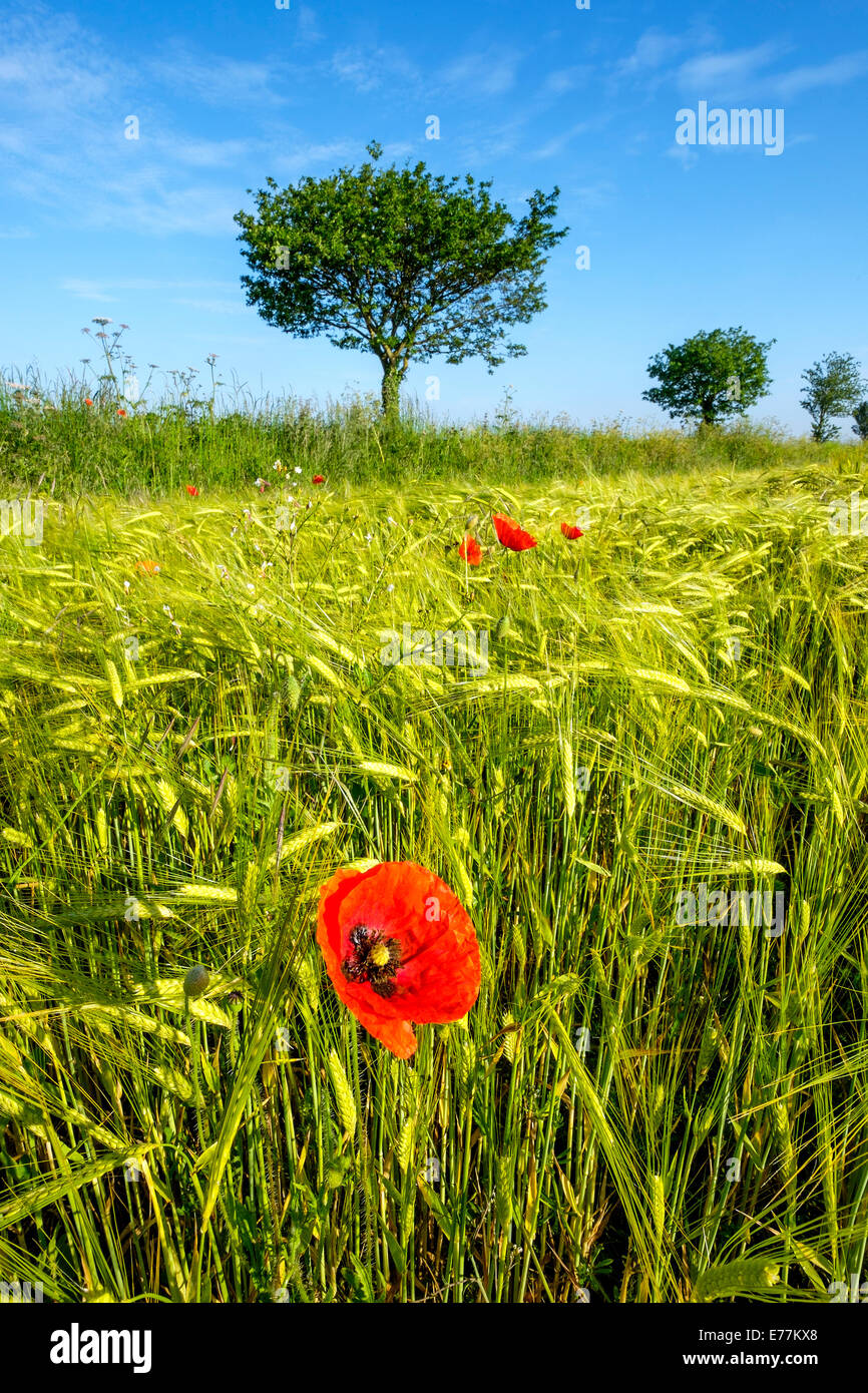 Tree poppy hi-res stock photography and images - Alamy
