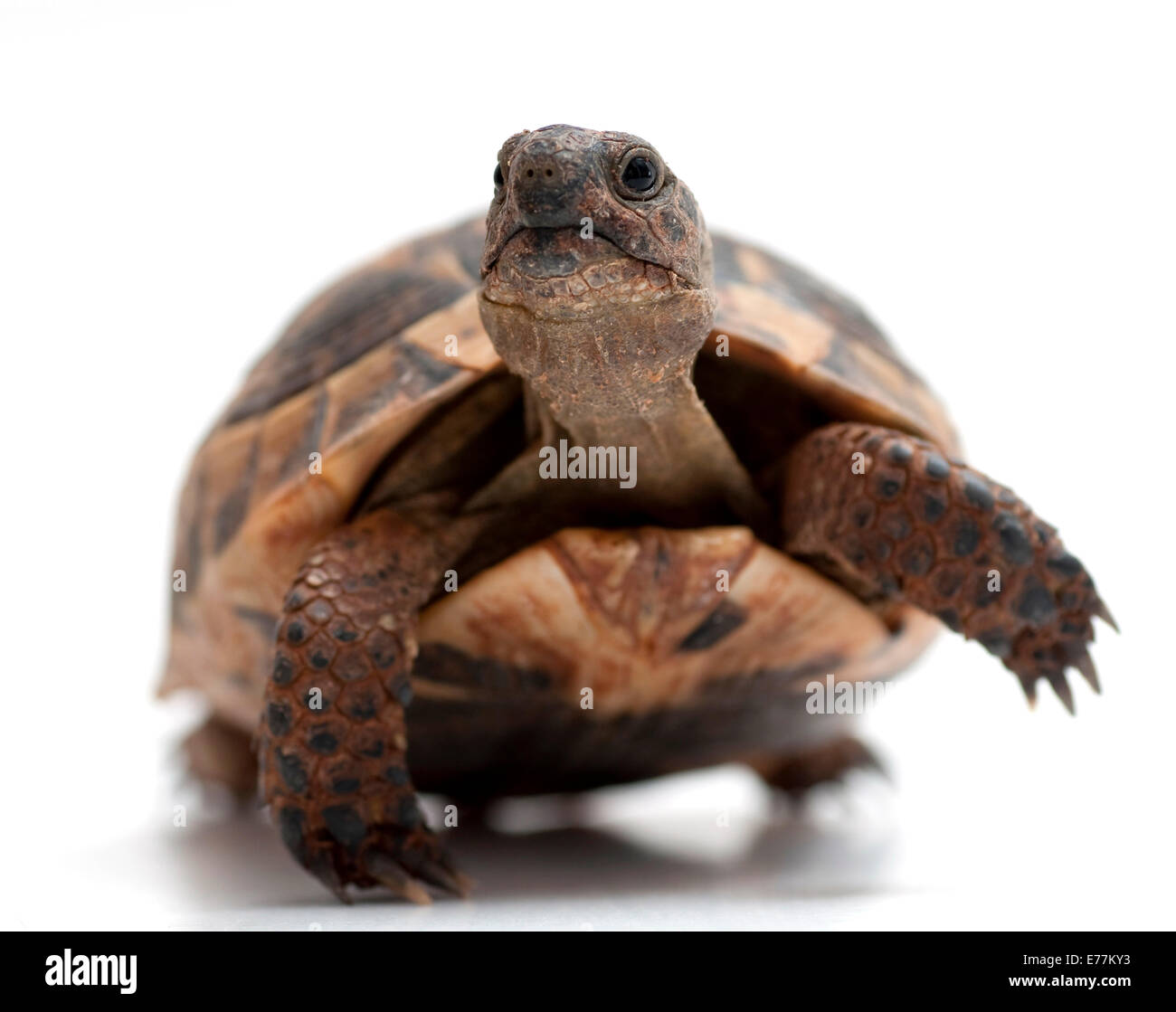 Heads up hi-res stock photography and images - Alamy