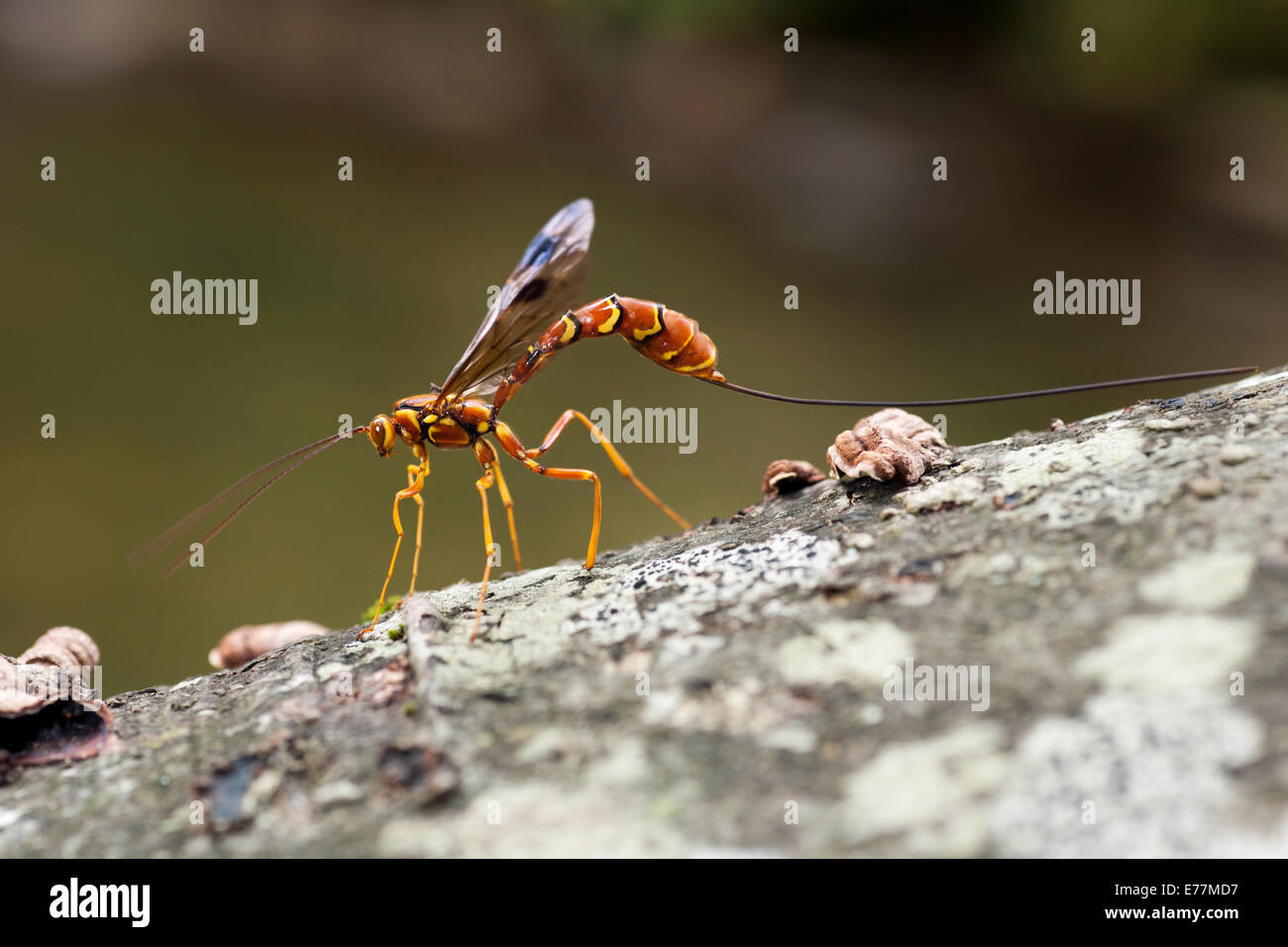 Female Giant Ichneumon Wasp (Megarhyssa macrurus) - Pisgah National ...