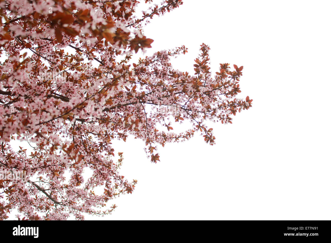 Bloomed cherry tree over white background Stock Photo - Alamy