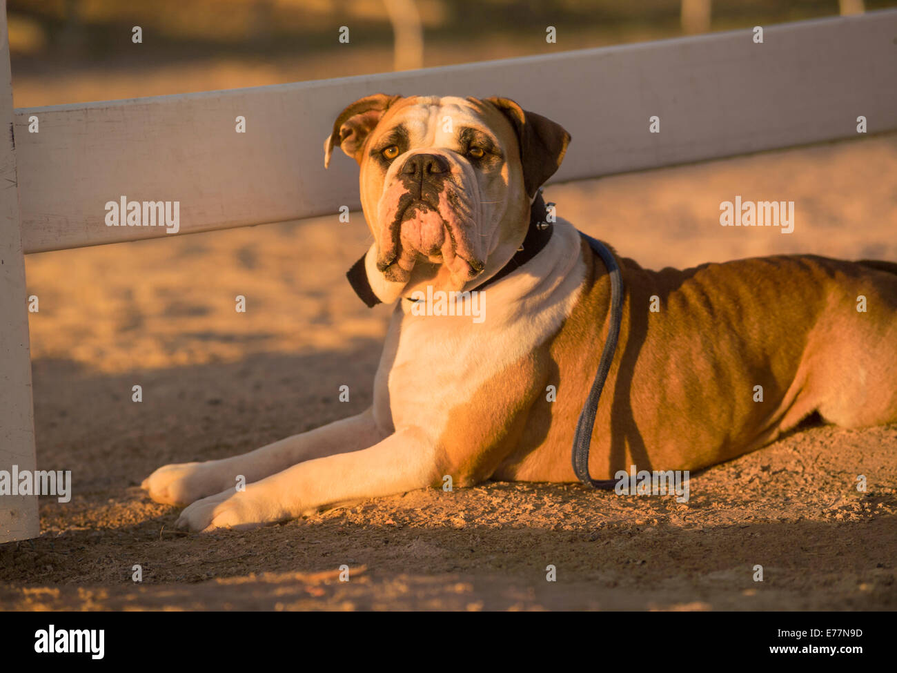 English bulldog fence hi-res stock photography and images - Alamy