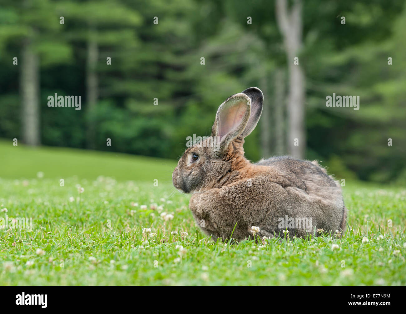 Flemish giant rabbit hi-res stock photography and images - Alamy