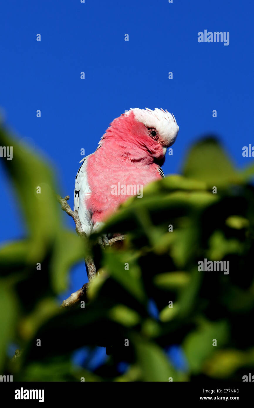 Pink parrot australian galah parrot hi-res stock photography and images ...