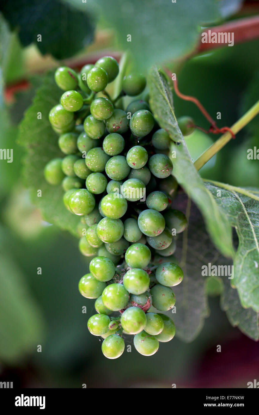 Bunch of young grapes on vine in Barossa Valley Australia Stock Photo ...