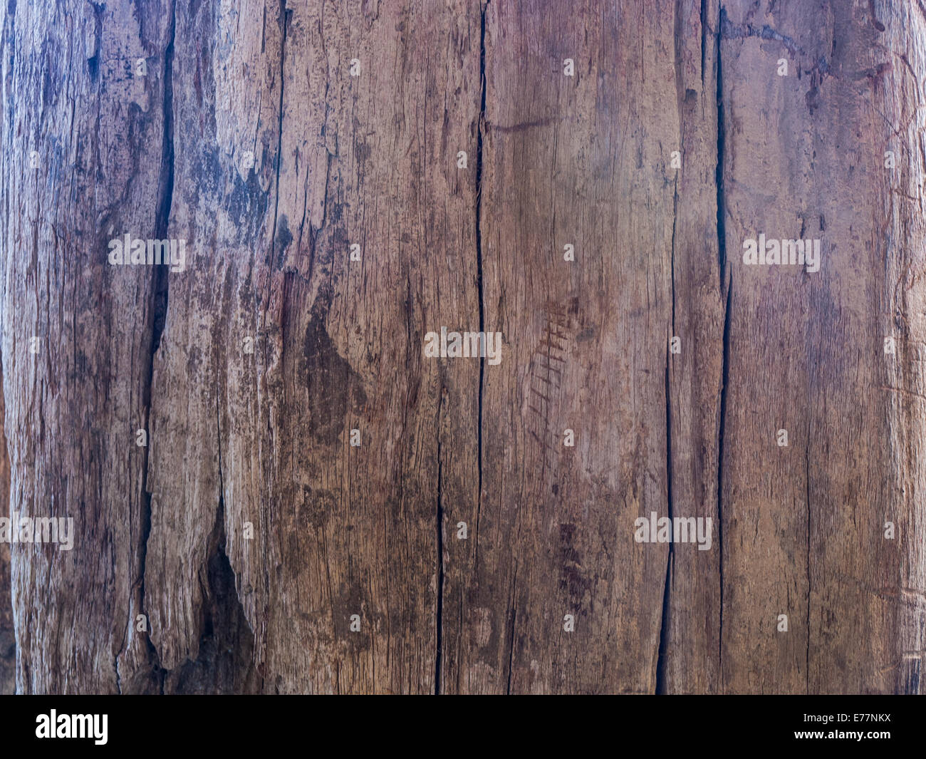 old wooden bark in nature Stock Photo - Alamy