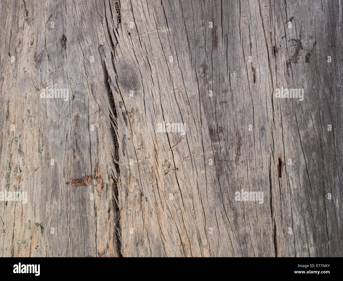 old wooden bark in nature Stock Photo - Alamy