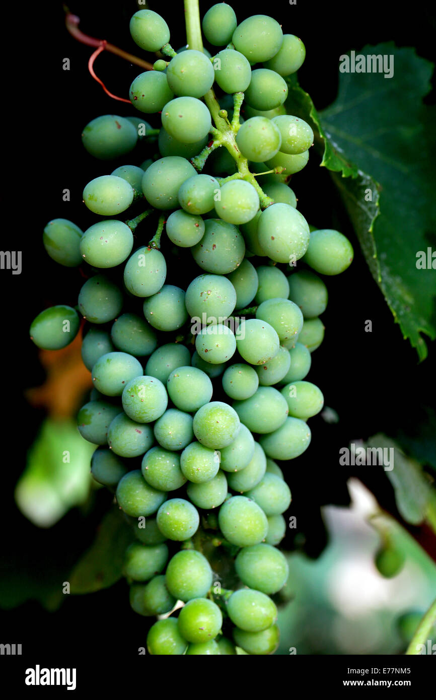 Young bunch hi-res stock photography and images - Alamy