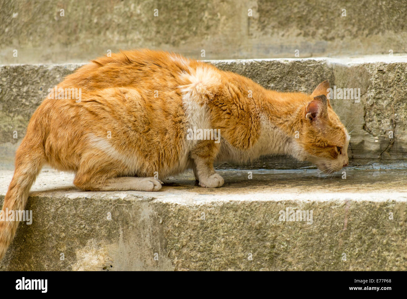 Ginger cat drinking from Puddle Stock Photo - Alamy