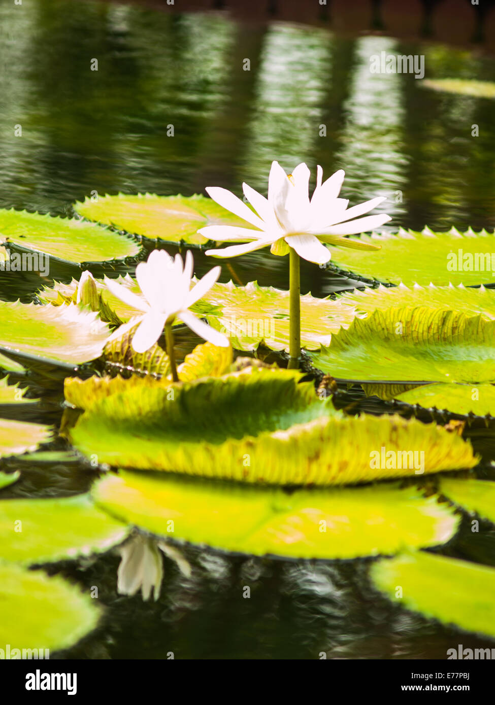 White lotus in nature Stock Photo - Alamy