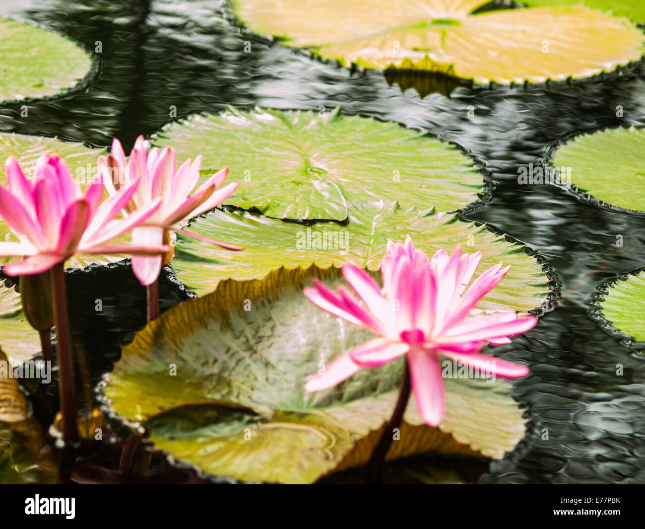 Twin Pink lotus in nature Stock Photo - Alamy