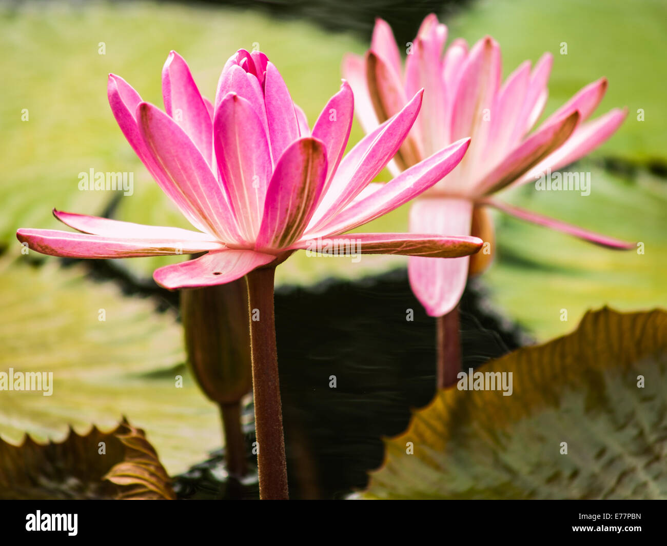 Twin Pink lotus in nature Stock Photo - Alamy