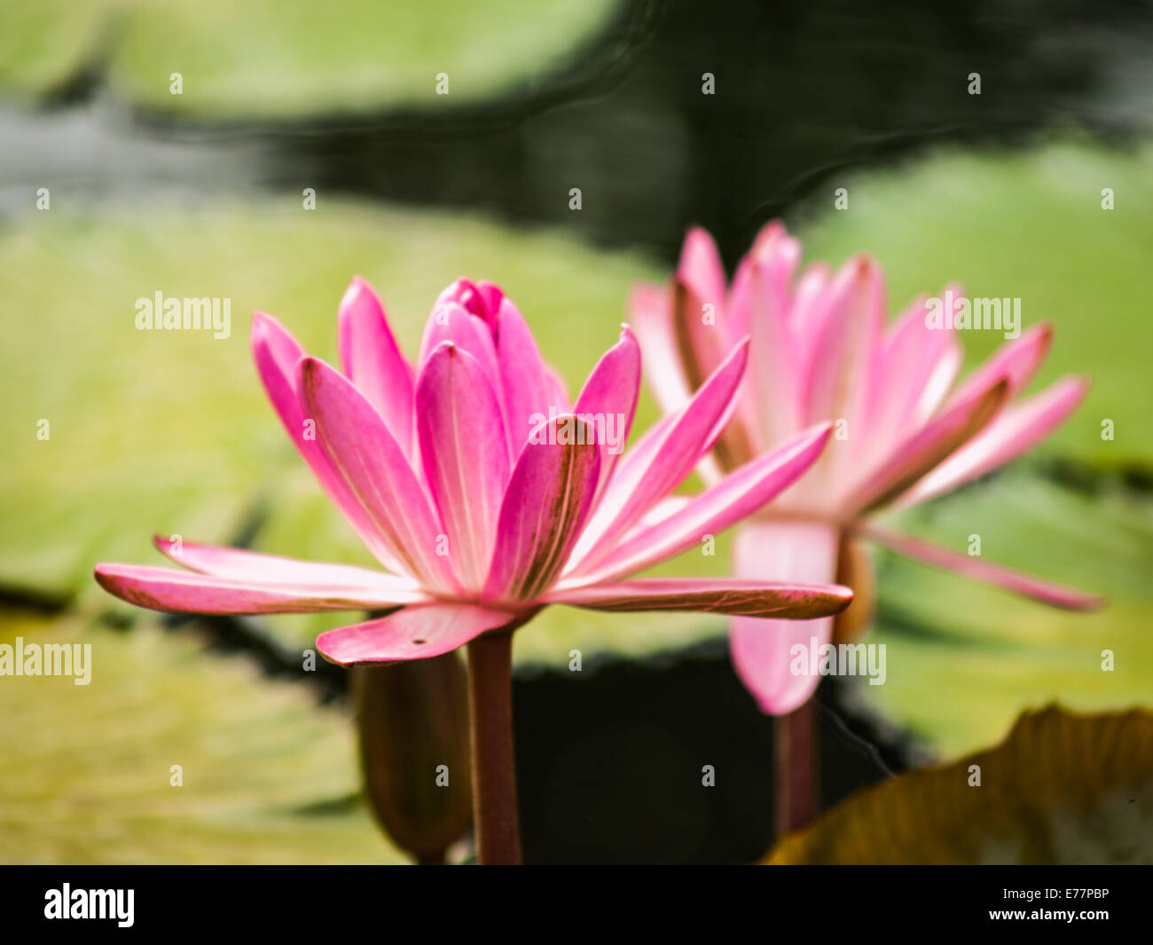 Twin Pink lotus in nature Stock Photo - Alamy