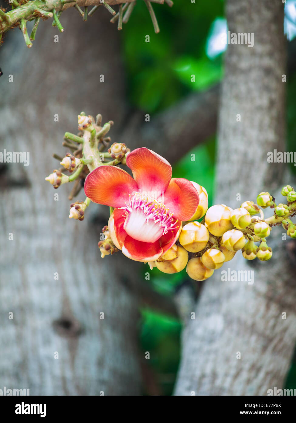 Canonball flower in nature Stock Photo - Alamy