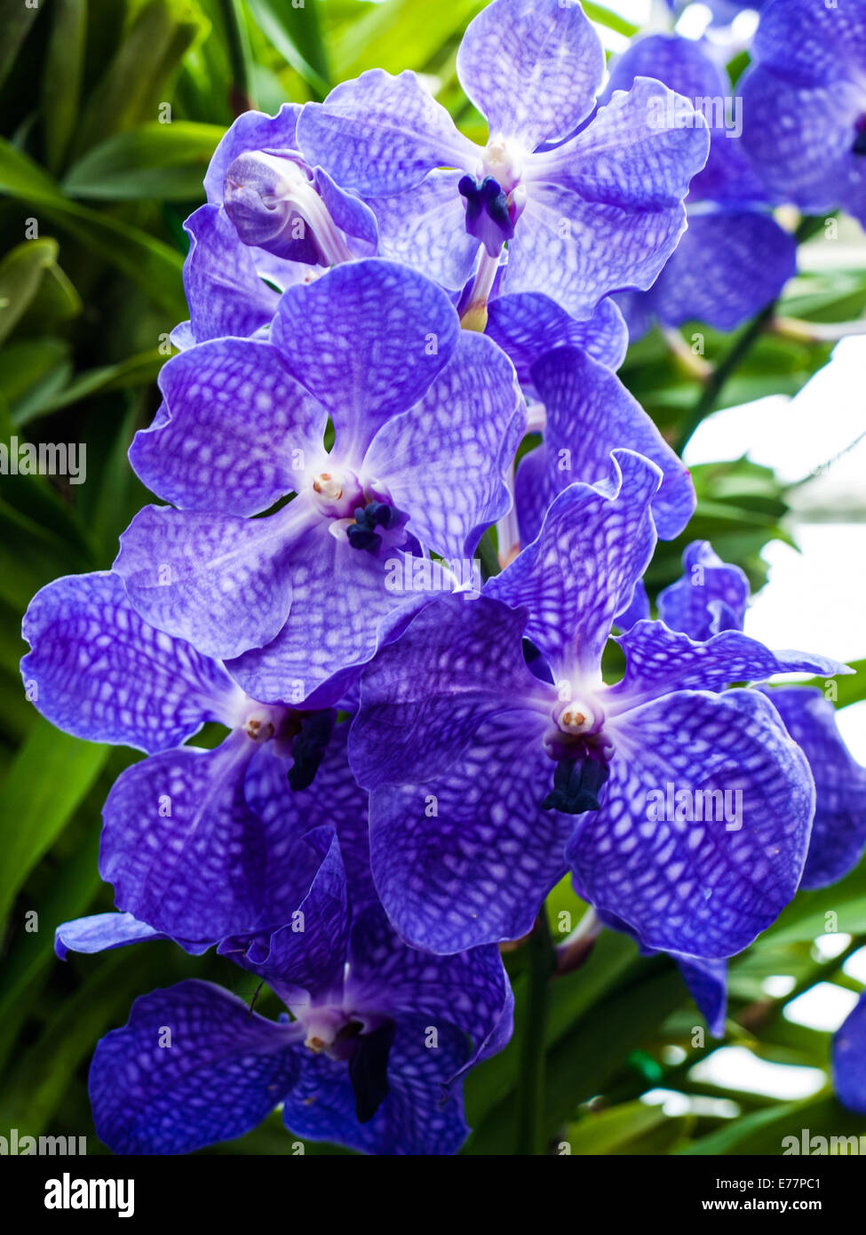 Violet vanda hybrid flower in nature Stock Photo - Alamy
