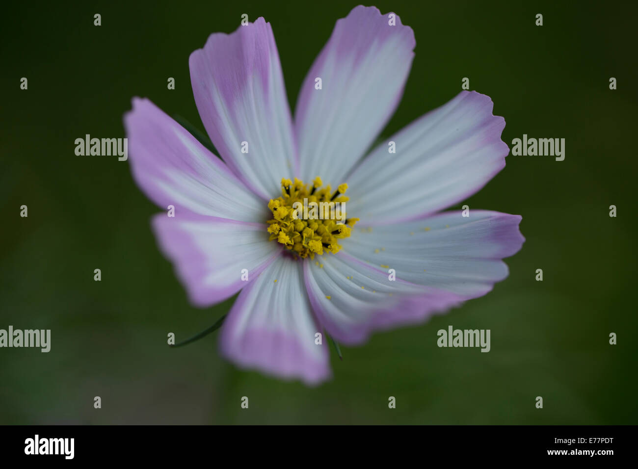 Beautiful flower hi-res stock photography and images - Alamy