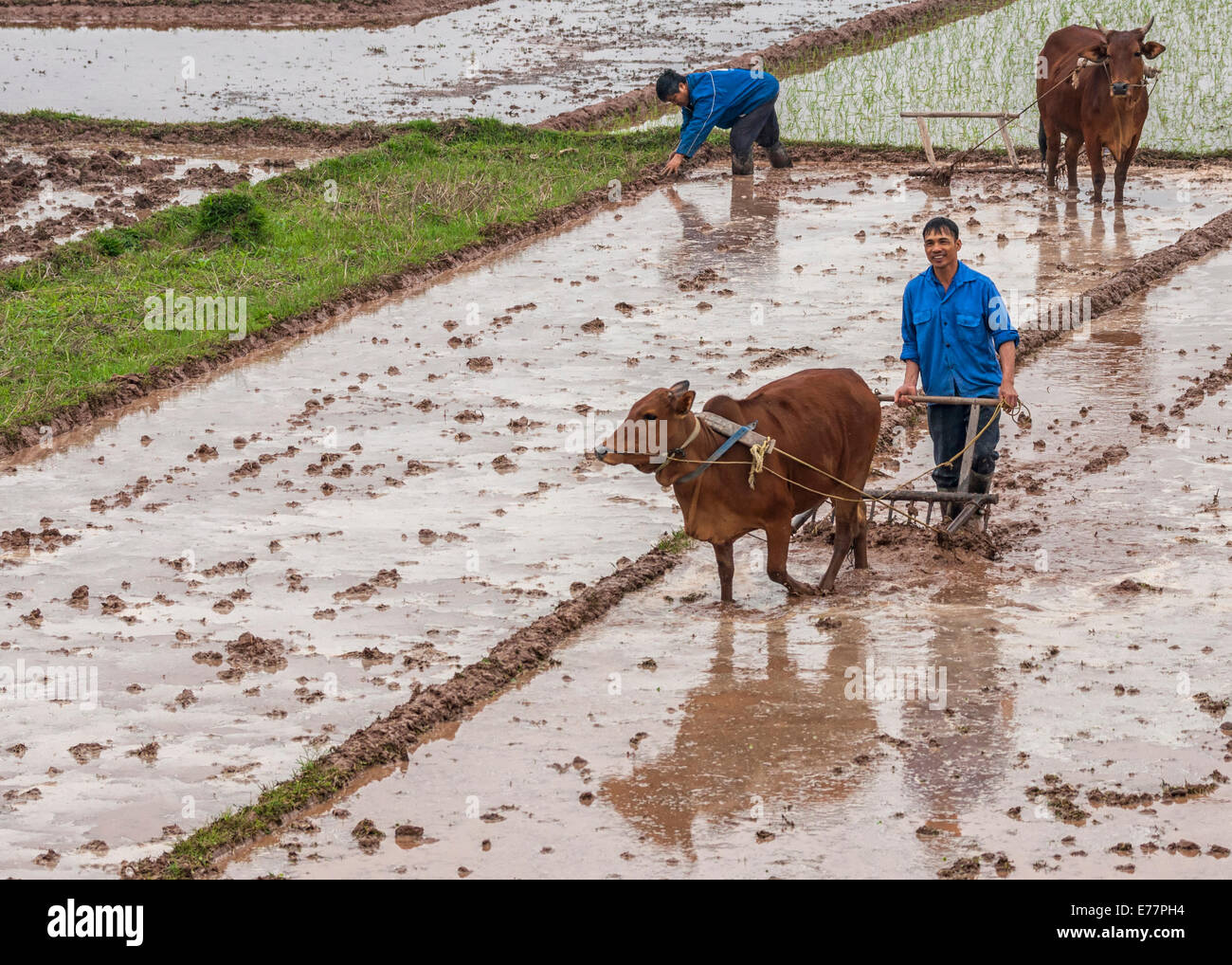 People and animals splash in wed mud making field ready for planting ...