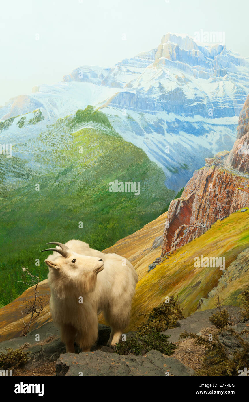 Elk203-5303v Canada, Alberta, Edmonton, Royal Alberta Museum, goat ...