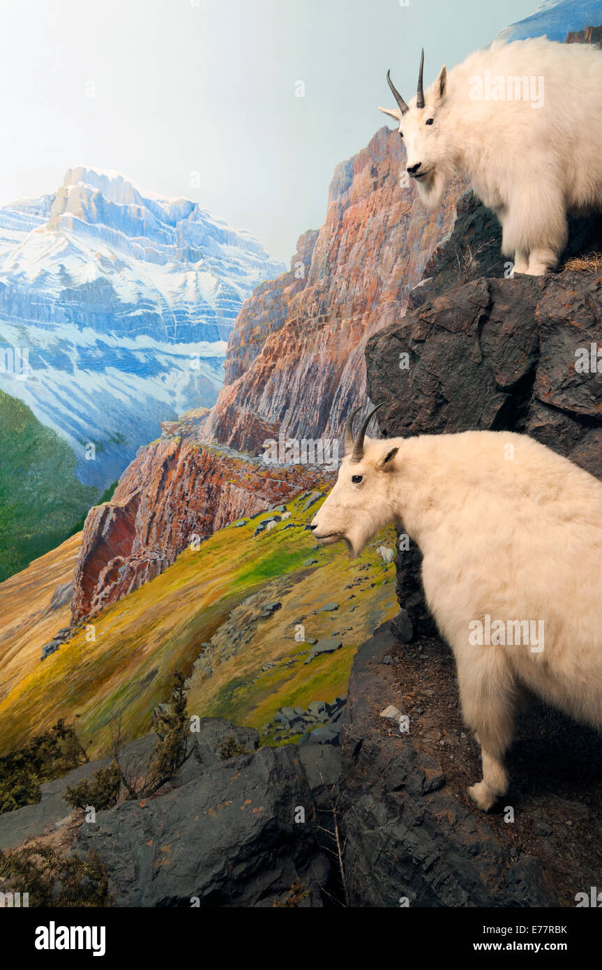 Elk203-5304v Canada, Alberta, Edmonton, Royal Alberta Museum, goat ...