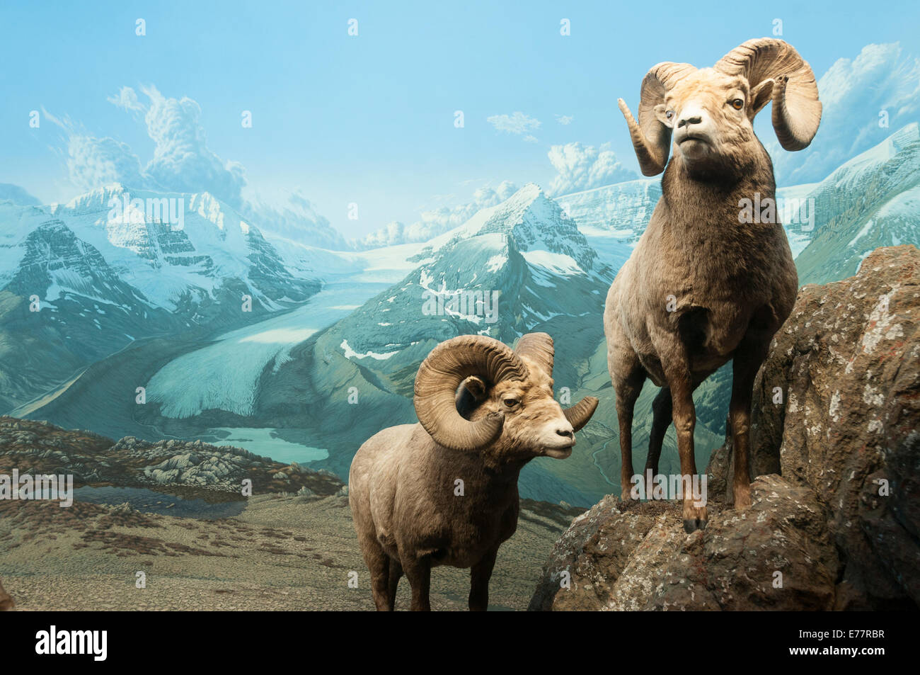 Elk203-5305 Canada, Alberta, Edmonton, Royal Alberta Museum, sheep ...