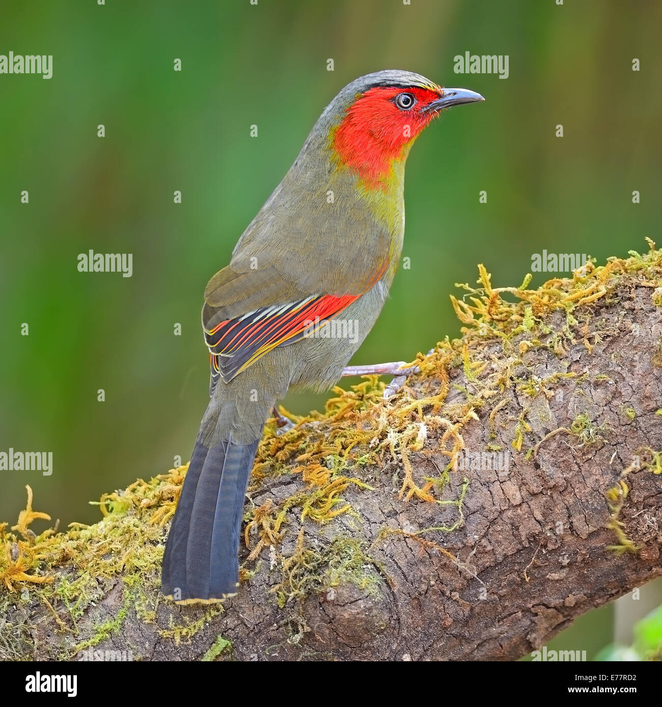 Scarlet faced liocichla hi-res stock photography and images - Alamy
