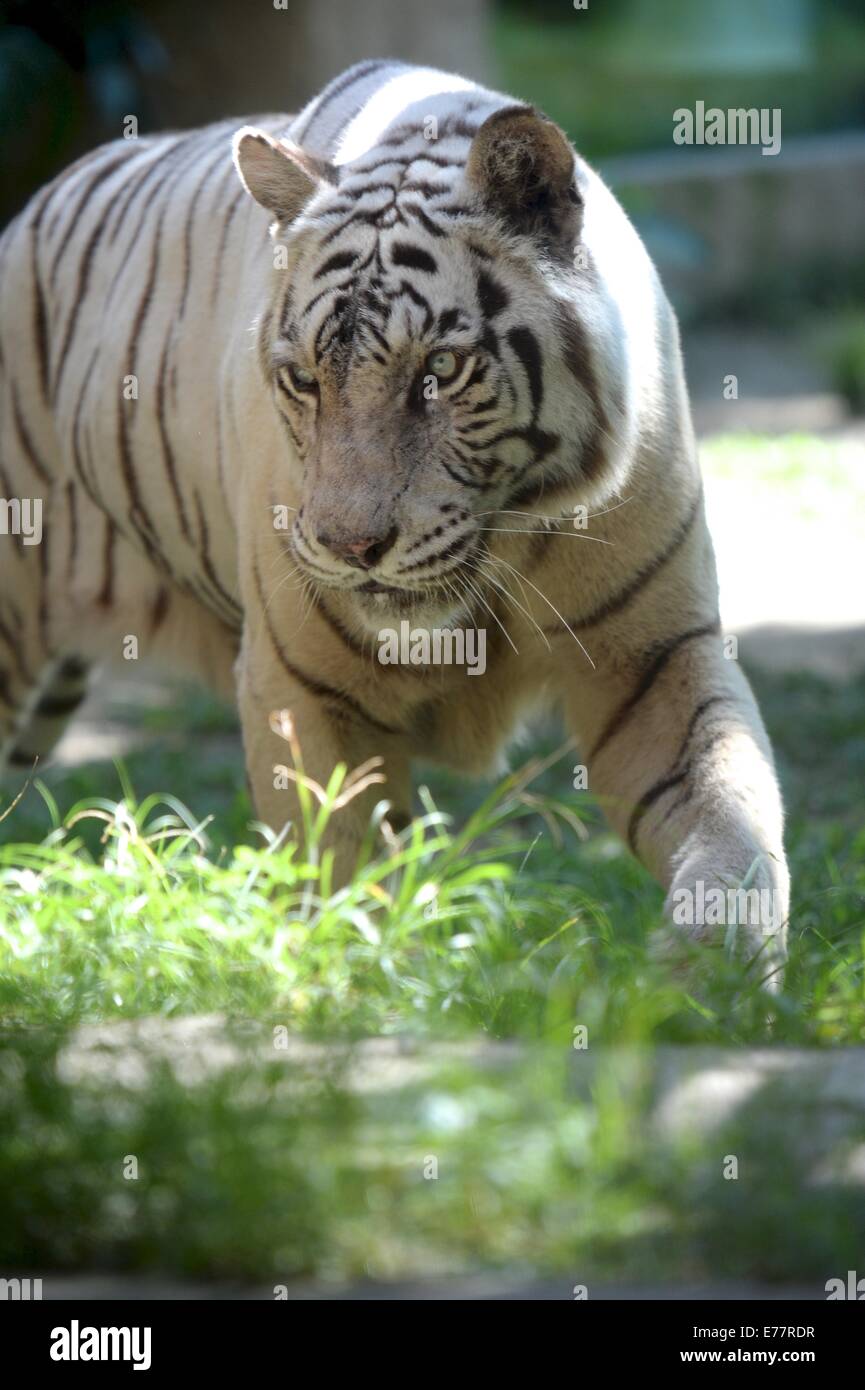 A close up shot of a white Tiger Stock Photo - Alamy